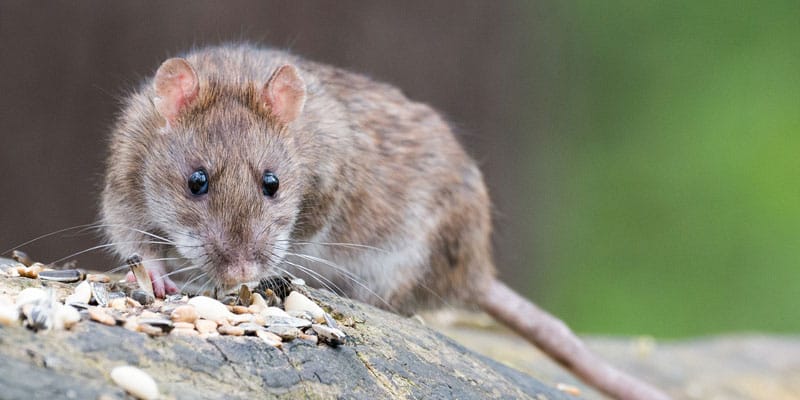 Essex Rat Control | Get Rid of Rats | Essex Pest Control LTD